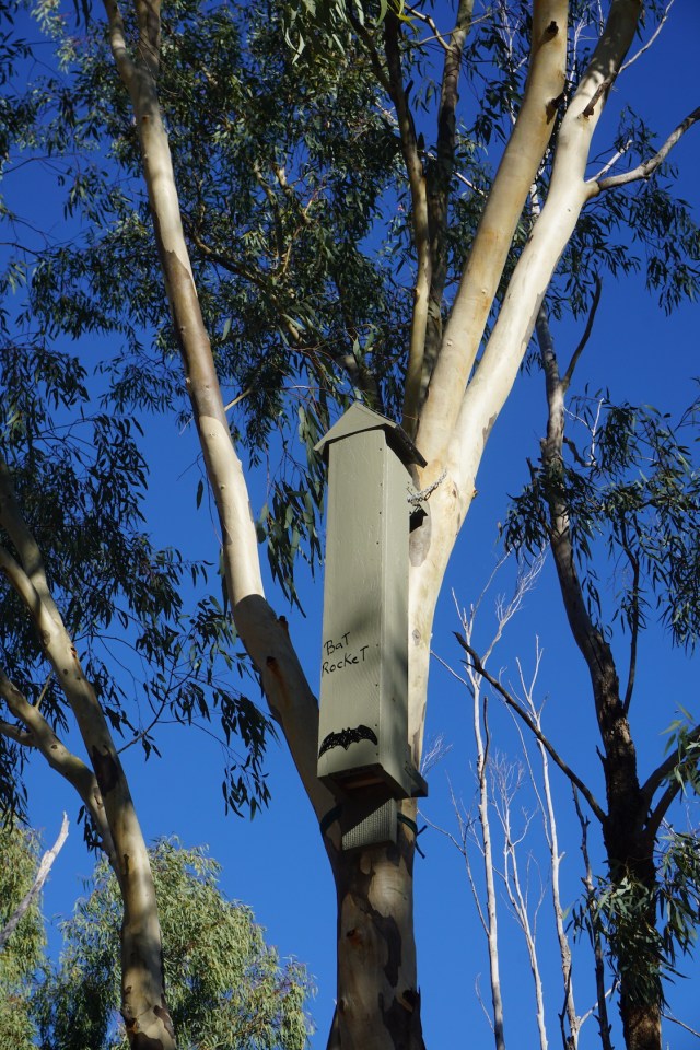 GoBatty | Raising bat awareness