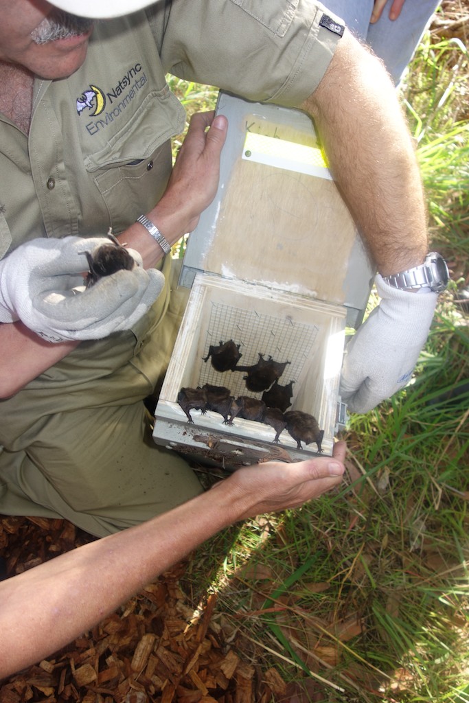 Meet the Microbats close up | GoBatty